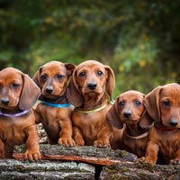 Teckel (puppy info, geschiedenis, karakter) - Puppygroep.nl