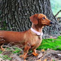 Teckel (puppy info, geschiedenis, karakter) - Puppygroep.nl