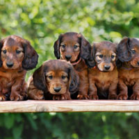 Teckel (puppy info, geschiedenis, karakter) - Puppygroep.nl