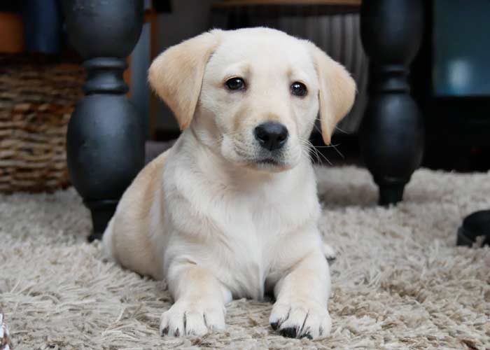 Labrador retriever (puppy info, geschiedenis, karakter) - Puppygroep.nl