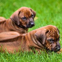 Rhodesian ridgeback (puppy info, geschiedenis, karakter) - Puppygroep.nl