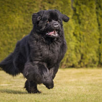 Newfoundlander (puppy info, geschiedenis, karakter) - Puppygroep.nl