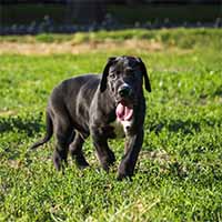 Duitse dog (puppy info, geschiedenis, karakter) - Puppygroep.nl