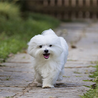 Maltezer (puppy info, geschiedenis, karakter) - Puppygroep.nl