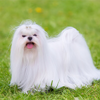 Maltezer (puppy info, geschiedenis, karakter) - Puppygroep.nl