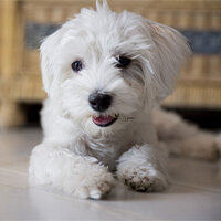 Maltezer (puppy info, geschiedenis, karakter) - Puppygroep.nl