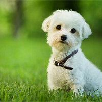 Maltezer (puppy info, geschiedenis, karakter) - Puppygroep.nl