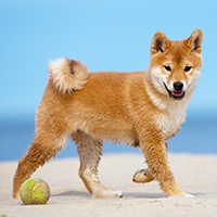 Shiba (puppy info, geschiedenis, karakter) - Puppygroep.nl