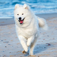 Samojeed (puppy info, geschiedenis, karakter) - Puppygroep.nl