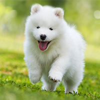 Samojeed (puppy info, geschiedenis, karakter) - Puppygroep.nl